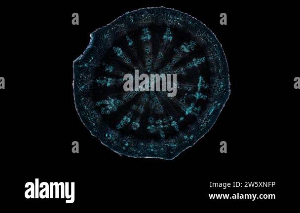 Plant root cross section microscope Stock Videos & Footage - HD and 4K ...