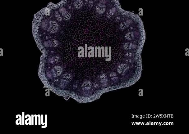 cotton old stem - cross section cut under the microscope microscopic ...