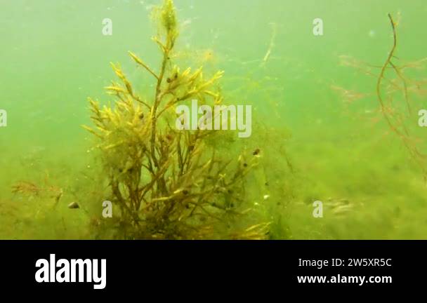 Brown algae macrophytes Cystoseira barbata and other green and red ...