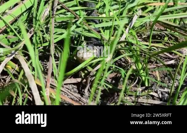 Grass snake (Natrix natrix), sometimes called the ringed snake or water ...