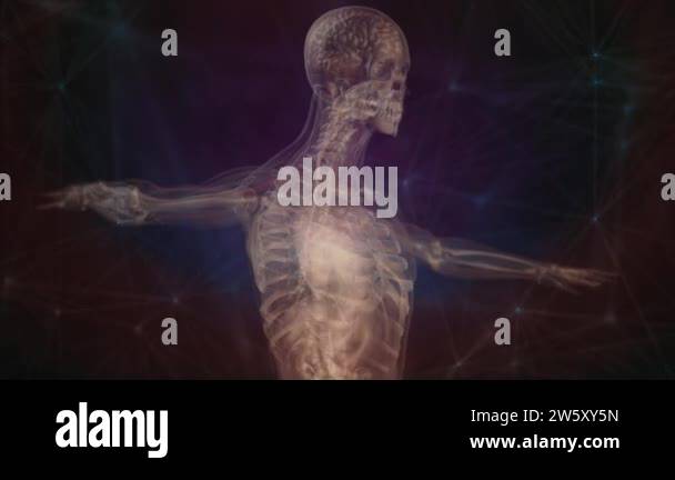 3d digital render human skeleton Stock Videos & Footage - HD and 4K ...