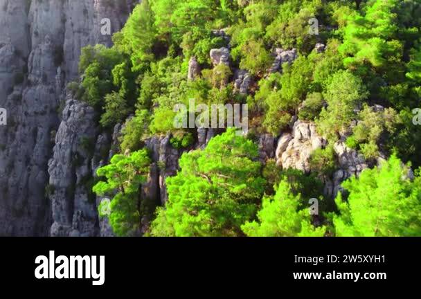 Dense magical forest at the canyon top, Huge spectacular cliff rocks ...