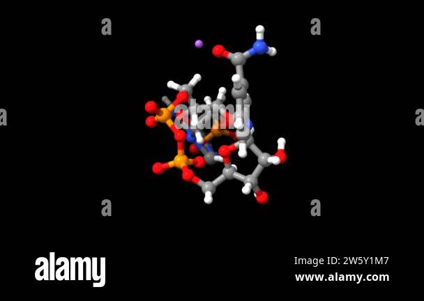 Animated skeletal and spacefill 3D model of nicotinamide adenine ...