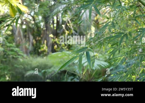 Exotic jungle rainforest tropical atmosphere. Fern, palms and fresh ...