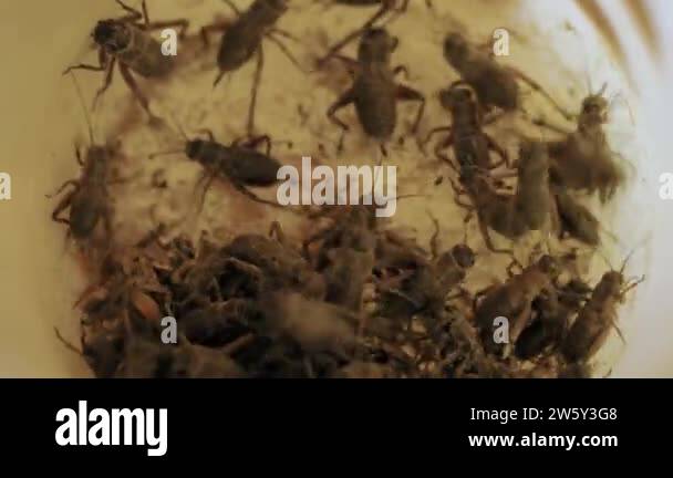 Container with insect Stock Videos & Footage - HD and 4K Video Clips ...