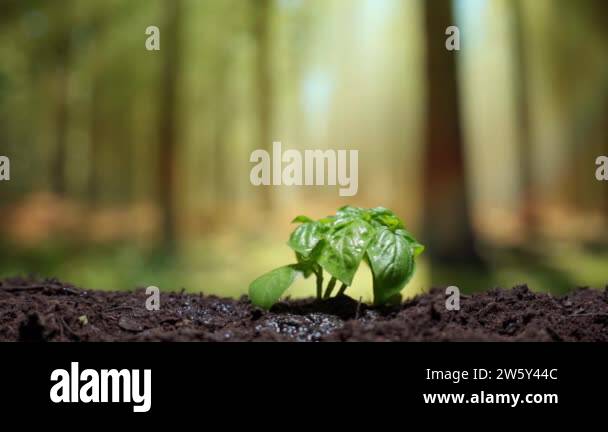 Organic plant sprout growing in black fertile soil in the field under ...