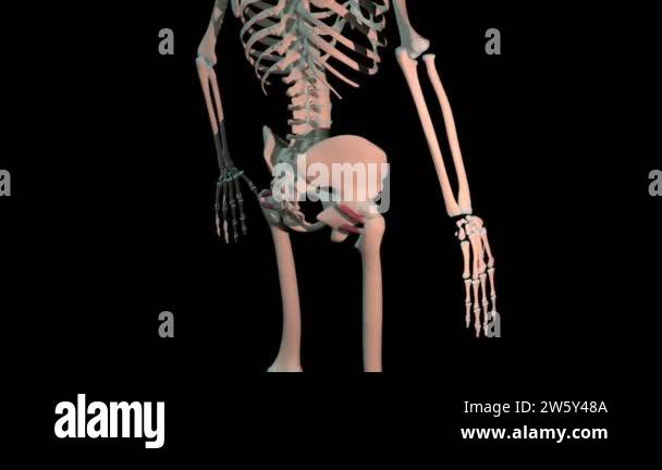 This 3d animation shows the gemellus superior and inferior muscles in ...