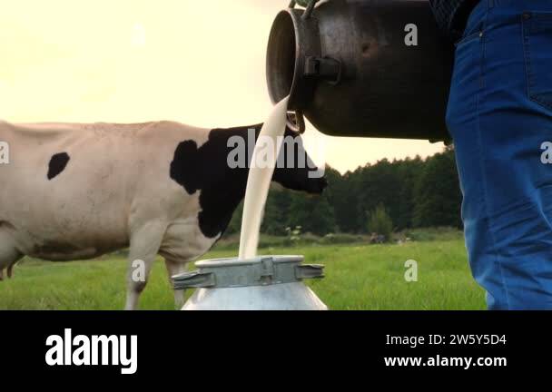 cow milk fresh. close-up. Farmer is pouring fresh milk into a can, on ...