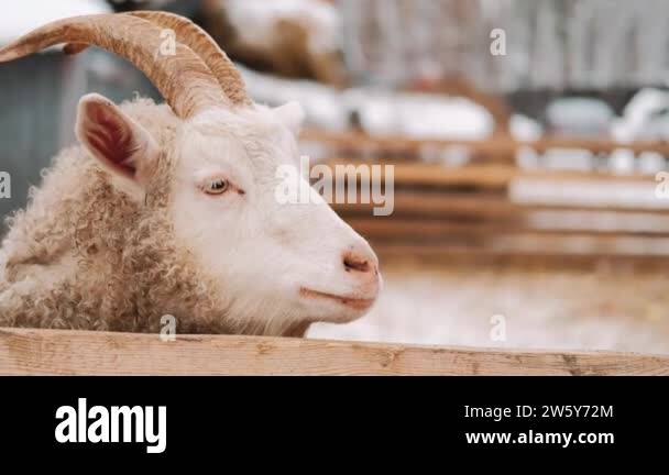 Goat in winter in the pen. The goat looks into the camera. Farm. Goat ...