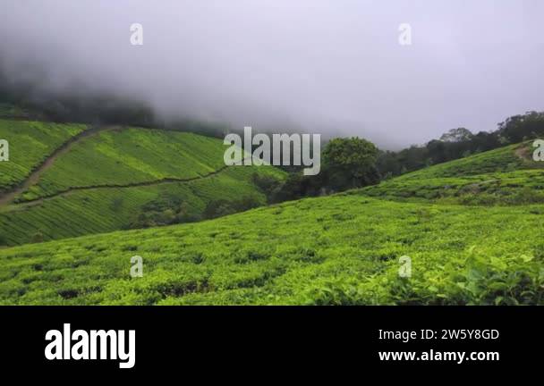 Munnar Tea plantation. Best Tea plants In Munnar, Kerala, India Stock ...