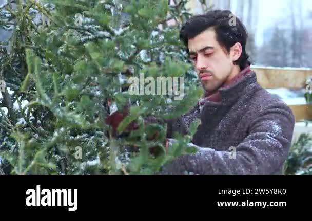 Indian fir tree Stock Videos & Footage - HD and 4K Video Clips - Alamy