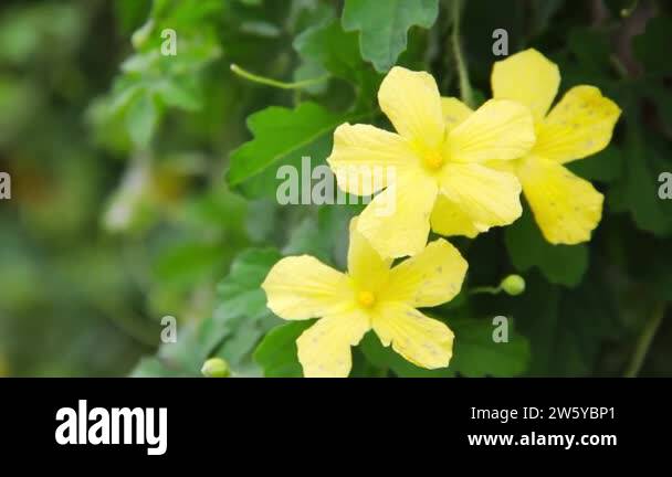 Bitter cucumber flowers (Momordica charantia) has other names are ...