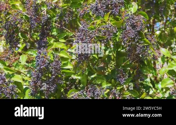 Ligustrum japonicum, known as wax-leaf privet or Japanese privet ...
