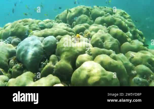 Underwater Swimming Near Coral Garden With Tropical Fish In Kri Island ...