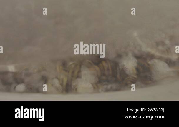 The modern method of snail extraction of mucin. Snails in cosmetology ...