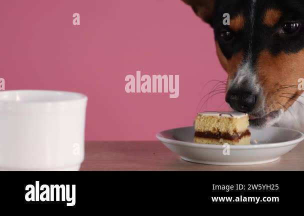 Basenji is eating a delicious cake from a saucer that is on the table ...