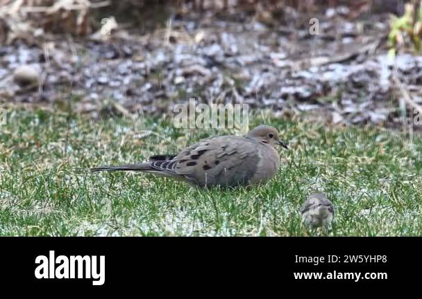 Zenaida dove Stock Videos & Footage - HD and 4K Video Clips - Alamy