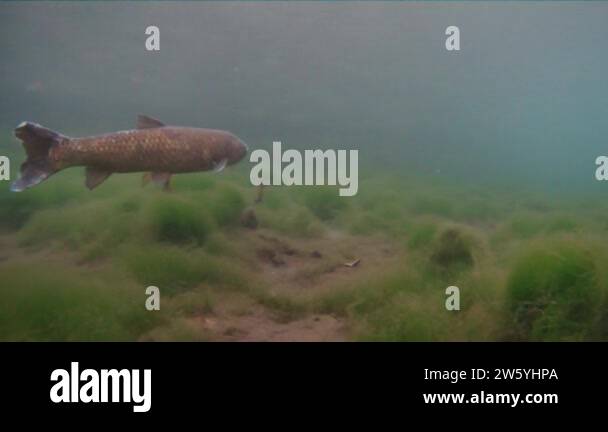 Grass carp Ctenopharyngodon Idella freshwater fish Stock Video Footage ...