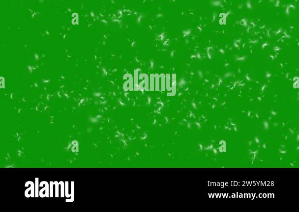Flying dandelion seeds and pollen dust with green screen background ...