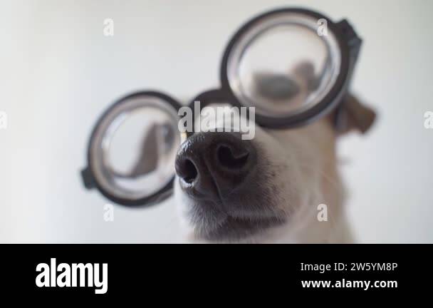 Dog in glasses. Funny nerd smart dog face close up looking to the ...