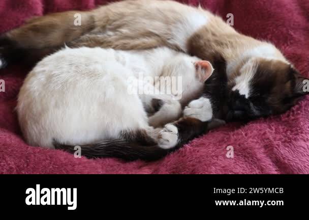 Video of Cute Cats Sleeping Cuddling Together in Bed Two Fluffy White and Siamese Kittens ...