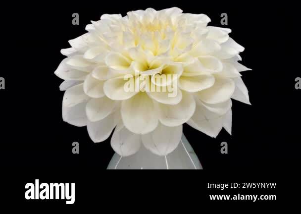 Rotating white dahlia flower with ALPHA channel isolated on black ...
