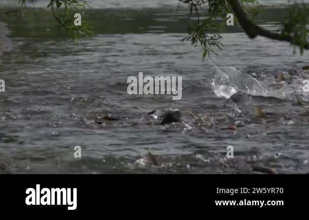 Salmon spawning cycle Stock Videos & Footage - HD and 4K Video Clips ...