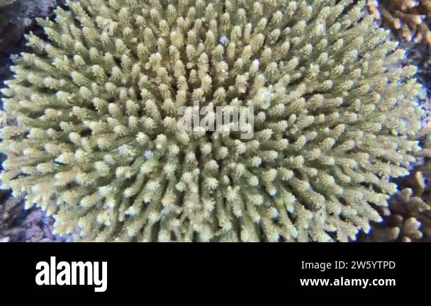 Coral Garden With Tropical Fish In Kri Island, Raja Ampat. Underwater ...