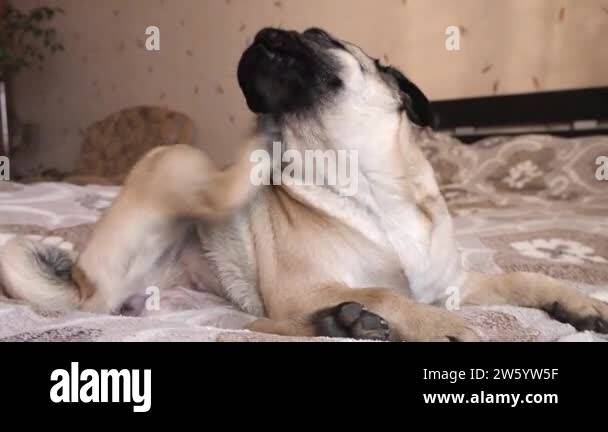 The pug dog lies on the bed and scratches its neck, ear and face with ...