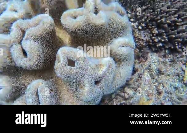 Underwater View Of Colorful Coral Garden With Tropical Fish In Kri ...