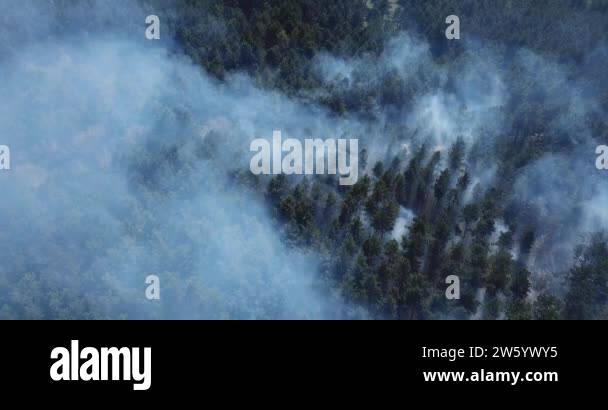 Ground fire in a forest during the dry season. Destruction of Siberian ...