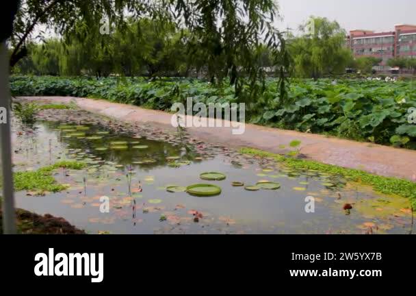 We can see a lot of beautiful lotus flowers at the lotus flowers ...