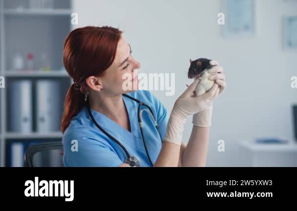 animal care, young female doctor in medical holds little cute mouse ...