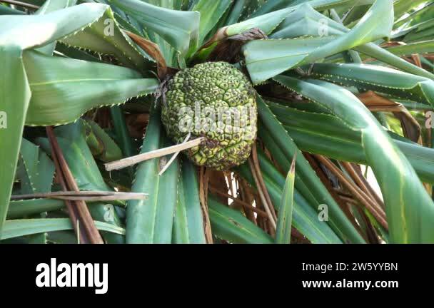Fragrant Screwpine fruit (Pandanus fascicularis, Pandanus odorifer ...