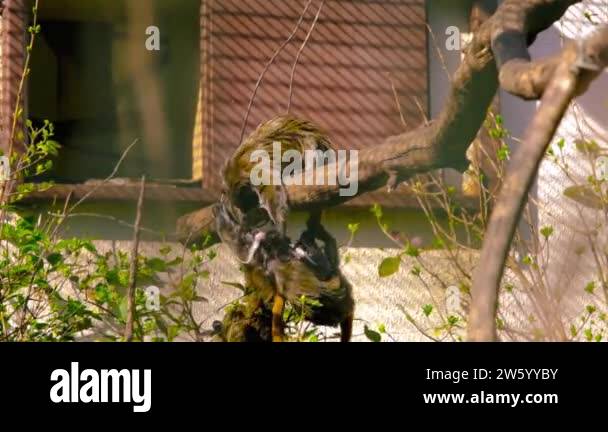 Emperor tamarins are jumping in their nest and playing with each other ...