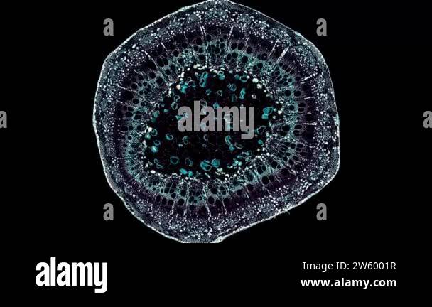 vitis stem - cross section cut under the microscope microscopic view of ...