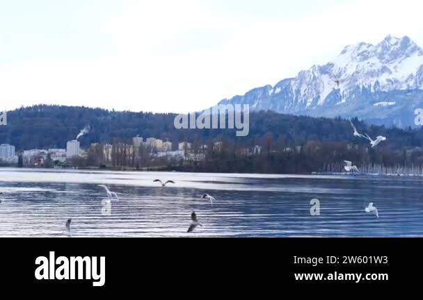 Lake Lucerne in switzerland, birds swim on calm water, ivory gulls fly ...
