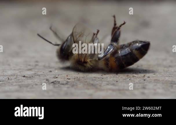 The bee is dying. A dead bee macro. The death of honey bees and ...