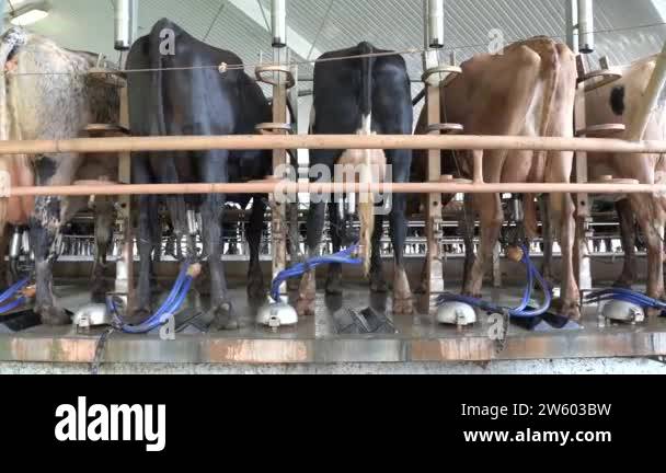 Cows being milked in a carrousel milking parlor Stock Video Footage - Alamy