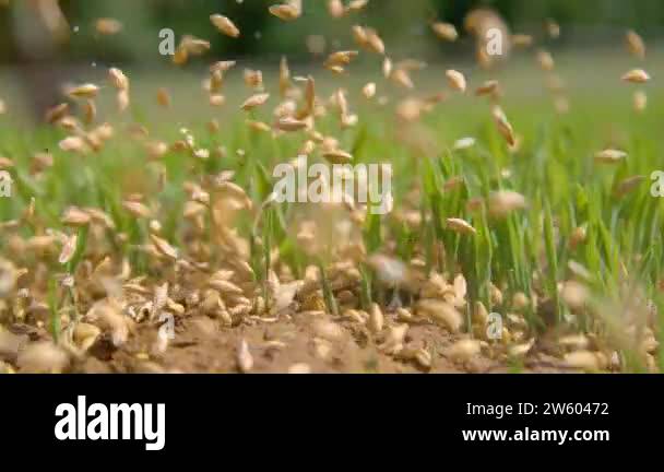 MACRO, DOF: Farmer sows grass in their fertile backyard in the spring ...
