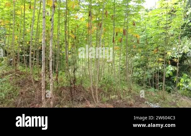 Cassava manioc tapioca plantation field, traditional gardening farm ...