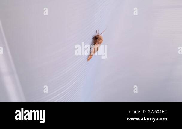 Moth larvae clothes Stock Videos & Footage - HD and 4K Video Clips - Alamy