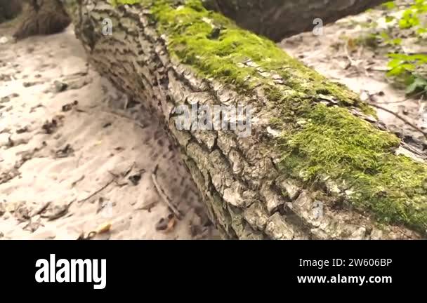 Woodland decomposition Stock Videos & Footage - HD and 4K Video Clips - Alamy