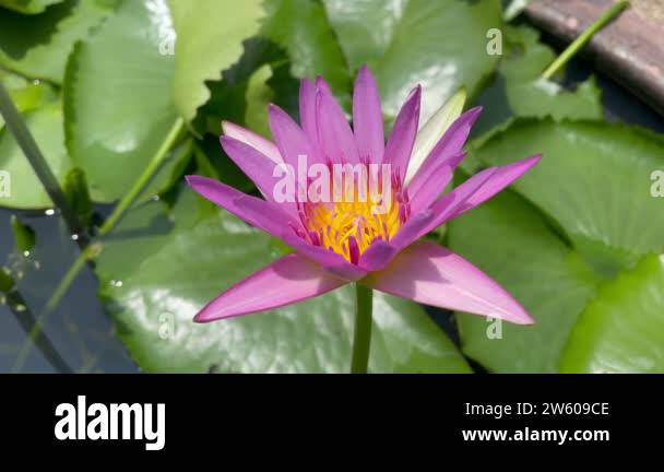 Nymphaea stellata lotus flower Stock Videos & Footage - HD and 4K Video ...