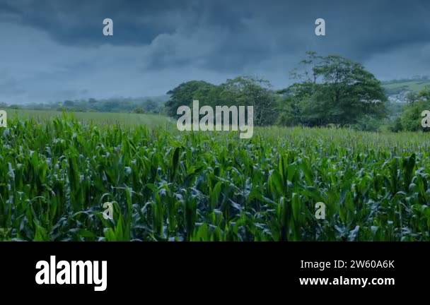 Corn field in rainy Stock Videos & Footage - HD and 4K Video Clips - Alamy