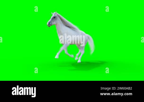Runing white horse. Green screen realistic animation Stock Video ...
