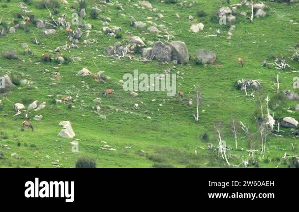 Herd of wild deer on the rocky mountain ridge.Wildlife animal nature ...