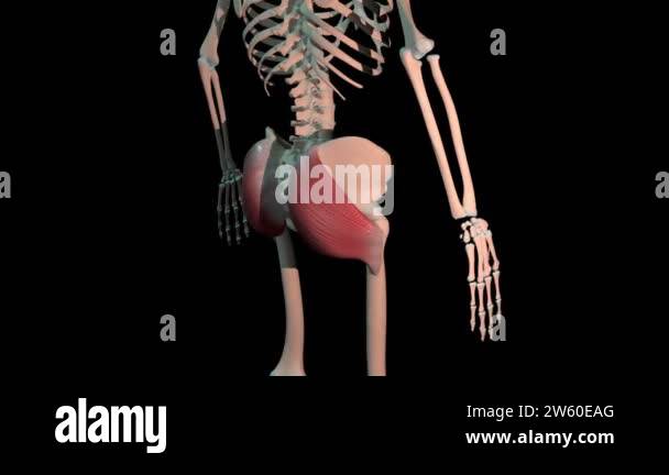 This 3d animation shows the gluteus maximus muscles in full rotation ...
