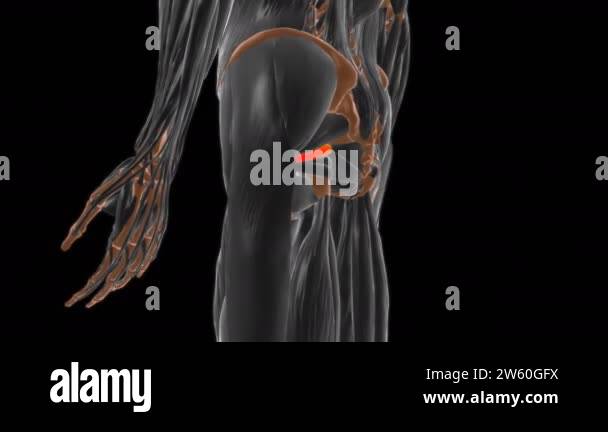 Gemellus superior muscle anatomy Stock Videos & Footage - HD and 4K ...