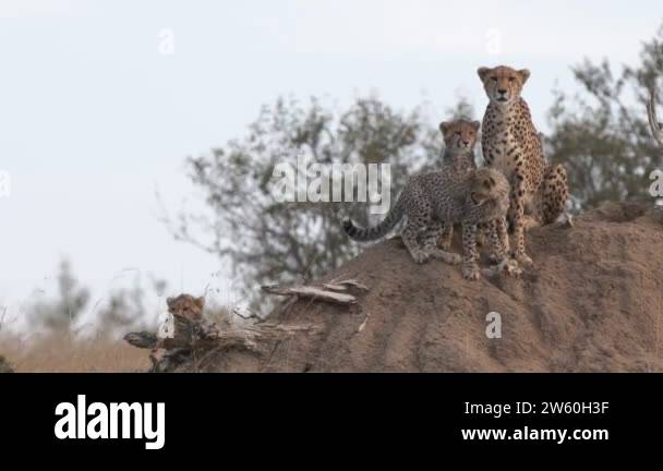 a cheetah family use a termite mound as a lookout to spot prey in masai ...